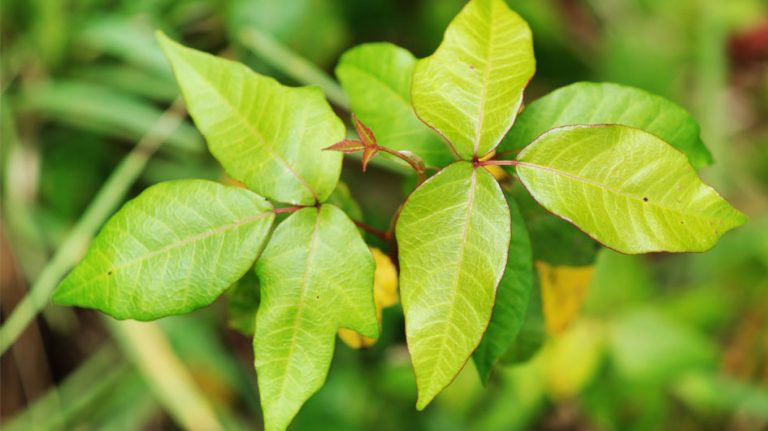 Poisonous Plants Dogs And Cats B M S PET SITTERS poisonous-plants-dogs-and-cats-b-m-s-pet-sitters